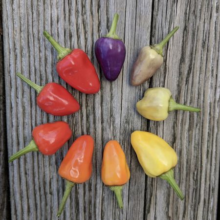 Chinese Five Color, Pepper Seeds | Urban Farmer