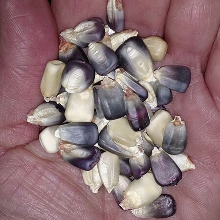 Cherokee White Eagle, Corn Seed | Urban Farmer