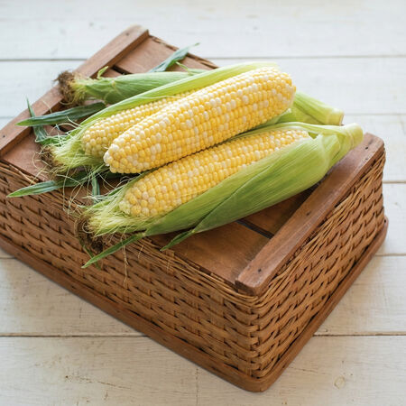 Essence, (F1) Corn Seed | Urban Farmer