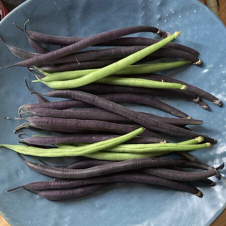 Velour, Bean Seeds | Urban Farmer