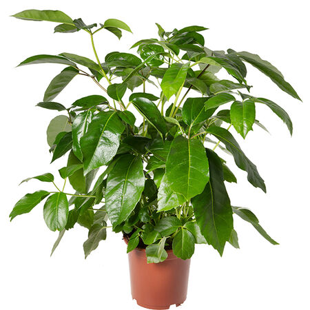 schefflera actinophylla