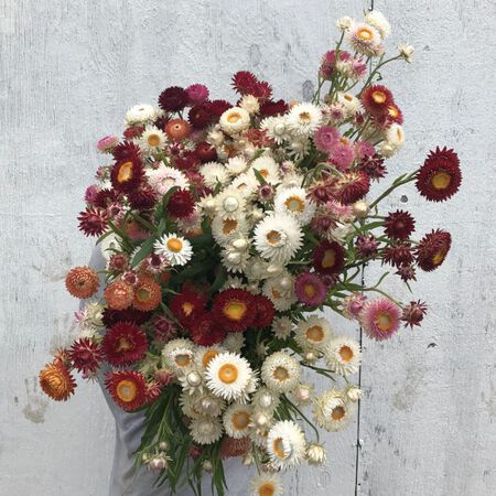 King Mix, Strawflower Seeds | Urban Farmer