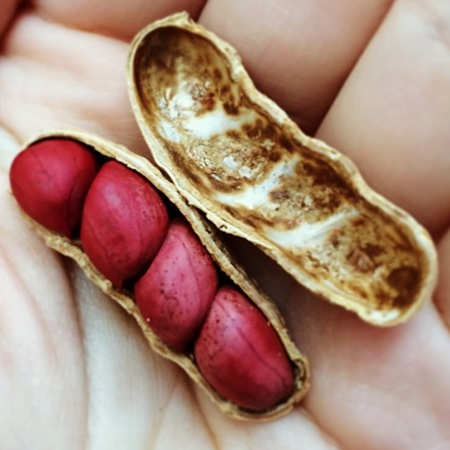 Spanish, Peanut Seeds | Urban Farmer