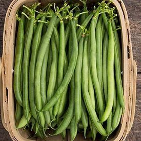 Stringless Beans Seed | Urban Farmer