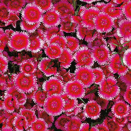 dianthus raspberry picotee