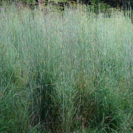 Big Bluestem, Ornamental Grass Seed | Urban Farmer