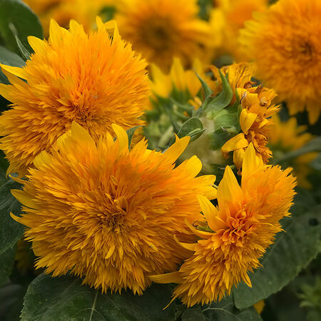Goldy Double, Organic Sunflower Seeds | Urban Farmer