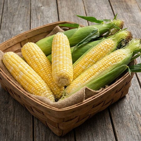 farm corn