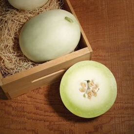 medium sized honeydew melon