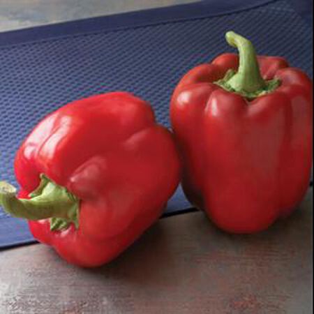 Red Bull, (F1) Pepper Seeds | Urban Farmer