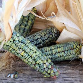 Heirloom Mexican Corn | Urban Farmer