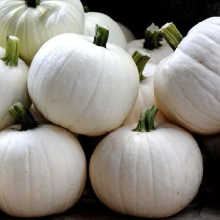 Baby Moon, (F1) Pumpkin Seeds | Urban Farmer