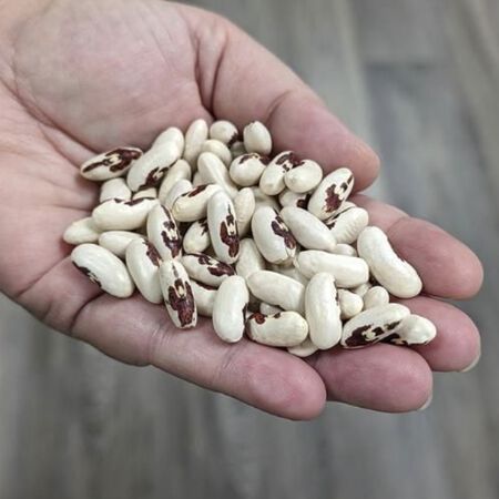 field bean seed