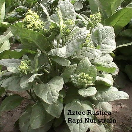Aztec Rustica, Tobacco Seed | Urban Farmer