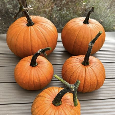 Baby Bear, (F1) Pumpkin Seeds | Urban Farmer