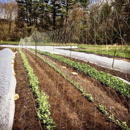 Hortonova FG Trellis: 79" x 50' | Urban Farmer