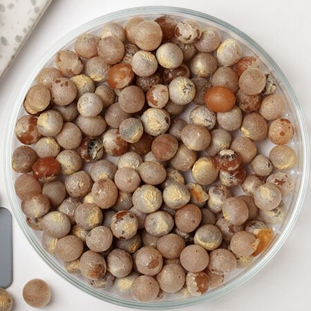 Dragon Tree, Dracaena Seed | Urban Farmer