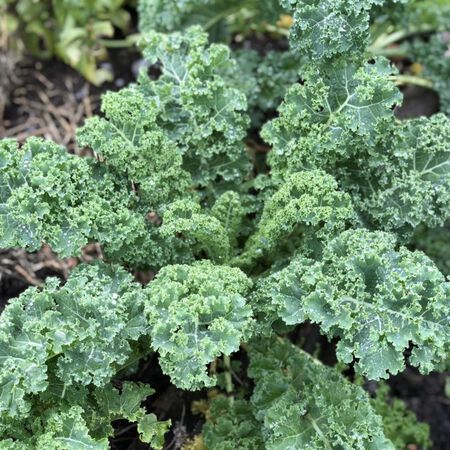Prizm, (F1) Kale Seed | Urban Farmer