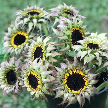 SunFill™ Purple, (F1) Sunflower Seeds | Urban Farmer