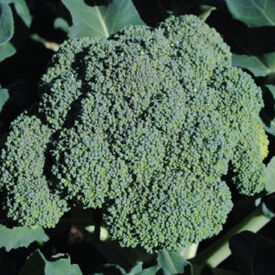 Broccoli Seeds - Sprouting & Garden | Urban Farmer