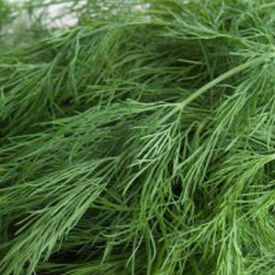 Dill Seeds | Urban Farmer