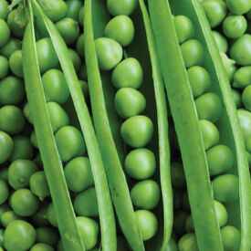 Vining Peas Seeds | Urban Farmer