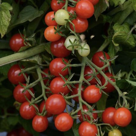 Candyland Red, (F1) Tomato Seeds | Urban Farmer