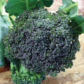 Broccoli Seeds - Sprouting & Garden | Urban Farmer