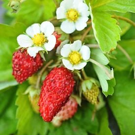 strawberry fruit tree zone