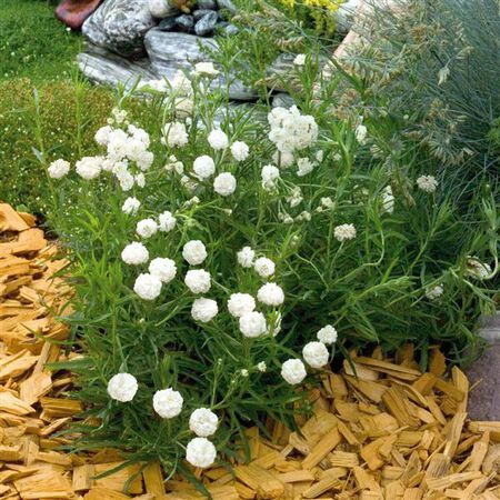 Marshmallow, Yarrow | Urban Farmer