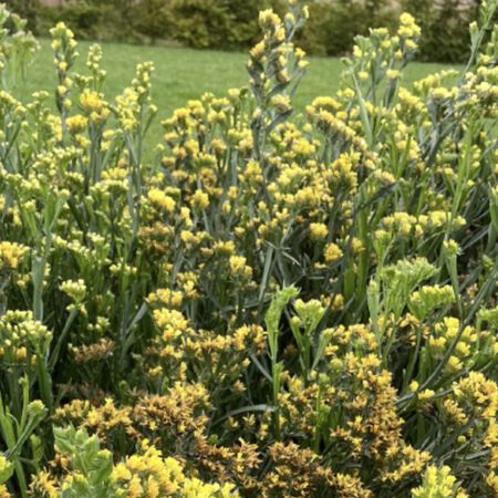 Hipster Yellow, Statice Seeds | Urban Farmer