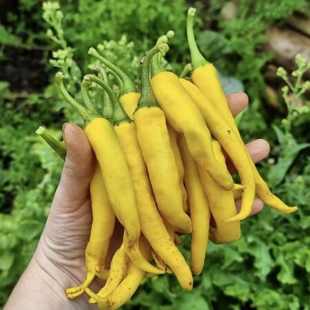 Golden Cayenne, (F1) Pepper Seeds | Urban Farmer