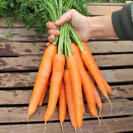 Carrot Seeds - Organic Varieties | Urban Farmer