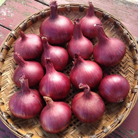 red onion set