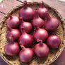 Red Karmen, Onion Sets | Urban Farmer
