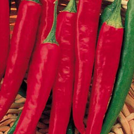 Super Chili, (F1) Pepper Seeds | Urban Farmer