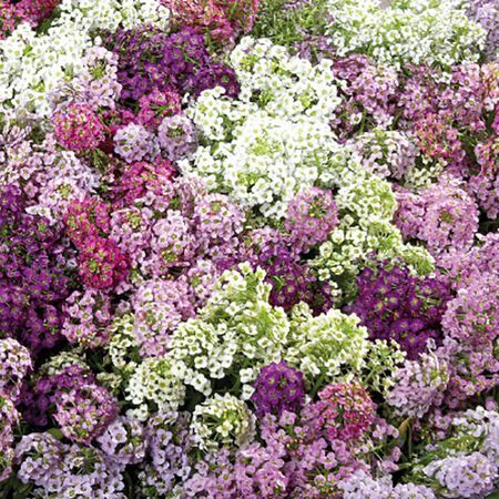Wonderland Mix, Alyssum | Urban Farmer