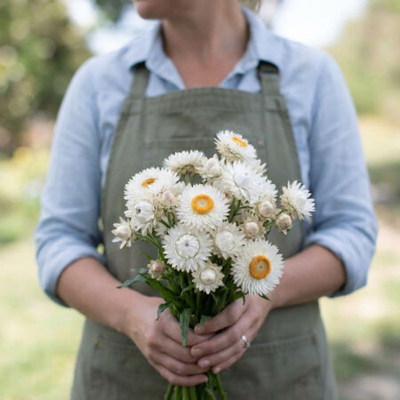 white strawflowers