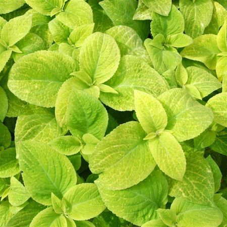 Golden Wizard, Coleus Seeds | Urban Farmer