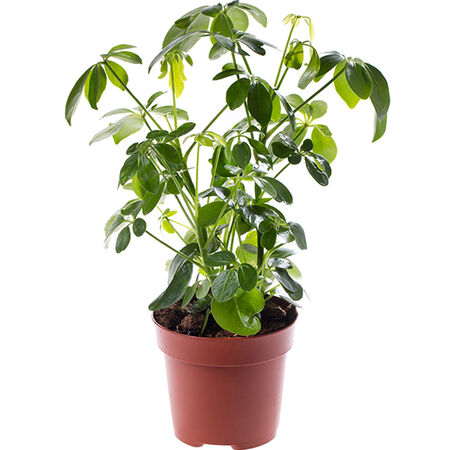 schefflera arboricola compacta