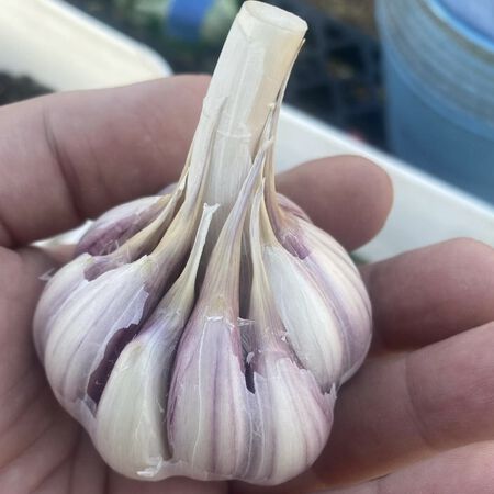Turkish Red, Garlic Bulbs | Urban Farmer