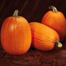 Pumpkin Seeds for Growing | Urban Farmer