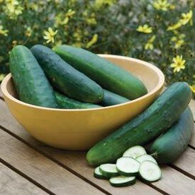 seedless burpless cucumbers