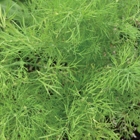 Dukat, Dill Seeds | Urban Farmer