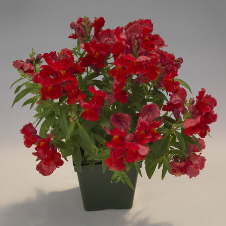 Scarlet Floral Showers, (F1) Snapdragon Seeds | Urban Farmer