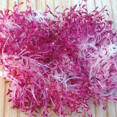 Red Garnet Amaranth, Sprouts | Urban Farmer
