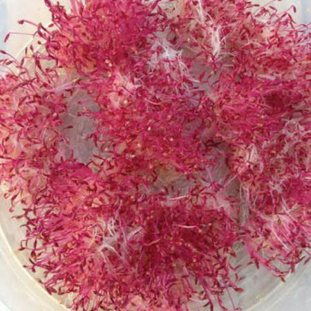 Red Garnet Amaranth, Sprouts | Urban Farmer