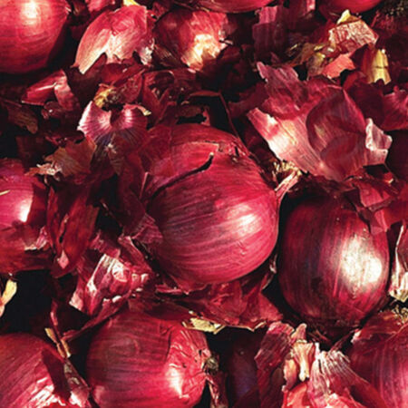 Red Karmen, Onion Sets | Urban Farmer