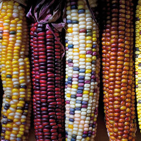 Corn Seed - Non-GMO & Organic | Urban Farmer