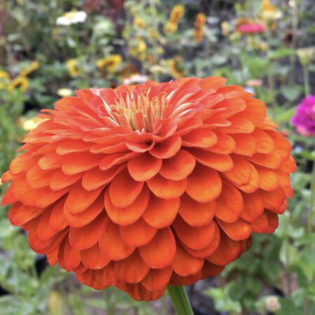 orange zinia